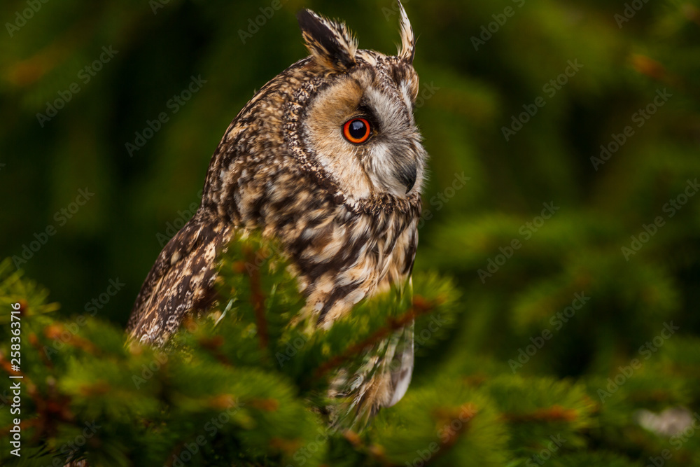Eurasian eagle owl (bubo bubo) portrait, owls are often used as a ...