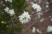 Bradford Pear Tree In Spring Free Stock Photo - Public Domain Pictures