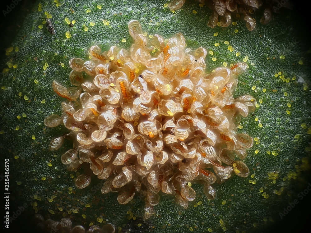 Photo Stock Sorus or a cluster of sporangia of Polypodium vulgare, the ...
