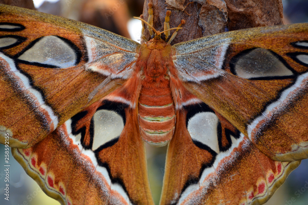 Attacus atlas (Atlas moth, cobra moth) is a large saturniid moth found ...