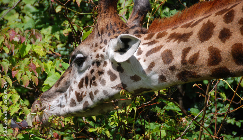 The giraffe (Giraffa camelopardalis) is an African even-toed ungulate ...