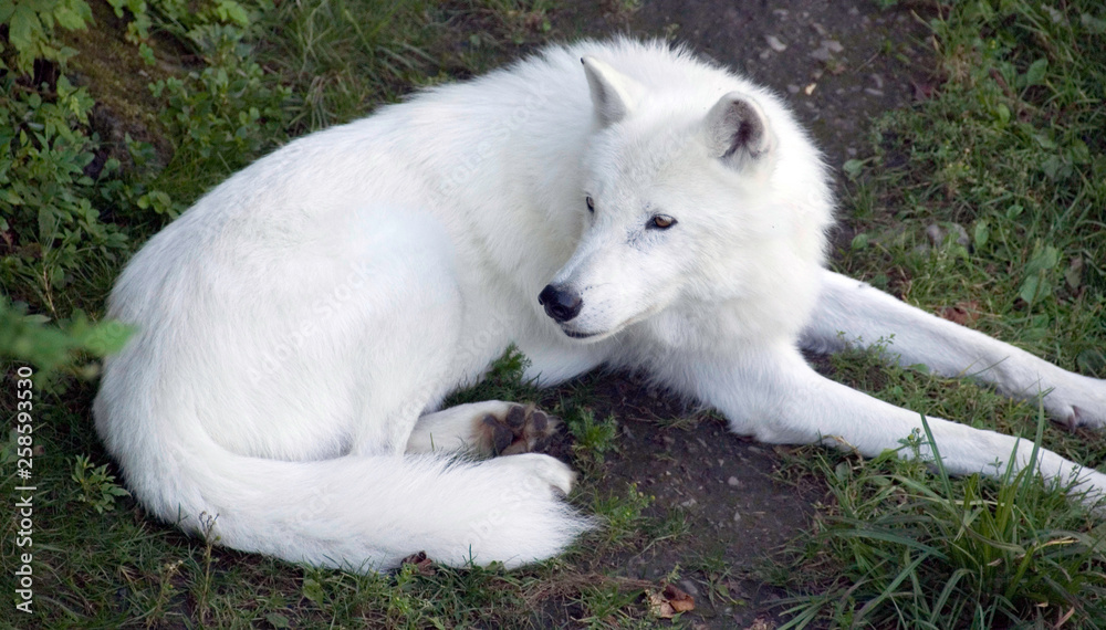 Foto de Stock Arctic Wolf or Polar White Wolf, is a subspecies of the ...