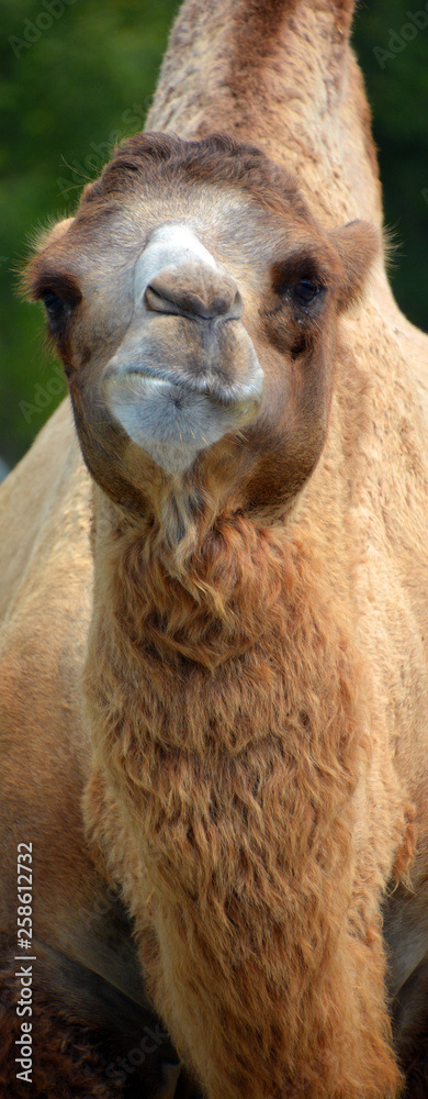 Camel is an ungulate within the genus Camelus, bearing distinctive ...