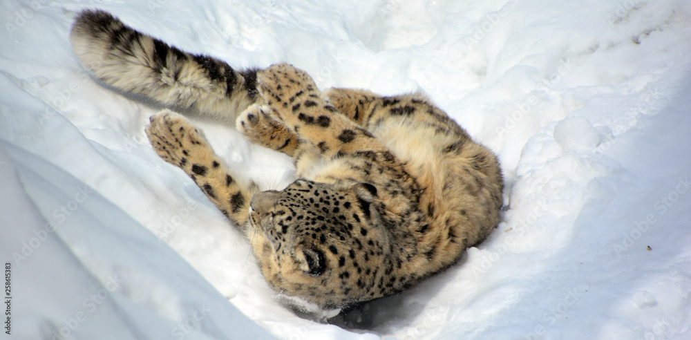 The snow leopard is a large cat native to the mountain ranges of ...