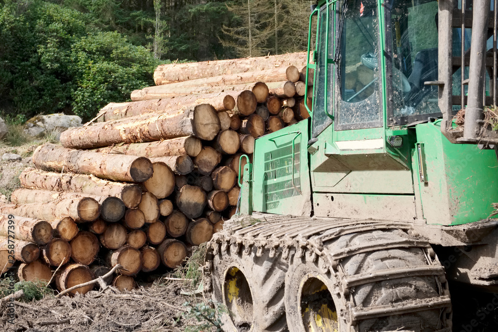 Tree felling forest scene chopped down trees by digger vehicle for wood ...