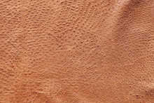 Animal Skin Texture Free Stock Photo - Public Domain Pictures