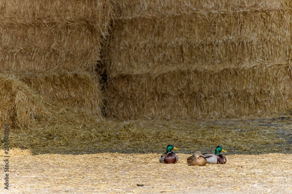 Farmyard ducks. Three mallard (Anas platyrhynchos) ducks (two males ...