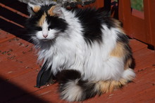 Fluffy Calico Cat Free Stock Photo - Public Domain Pictures