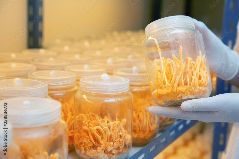 expert scientist test and develop golden yellow cordyceps in laboratory ...