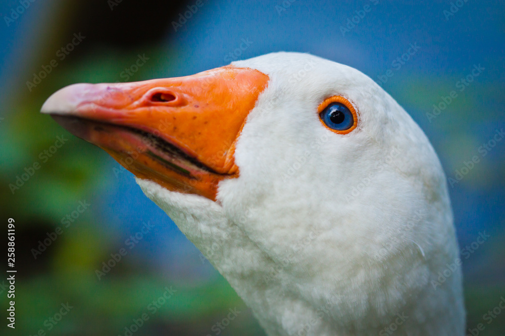 Hausgans (domestizierte Form der Graugans (Anser anser) Stock Photo ...