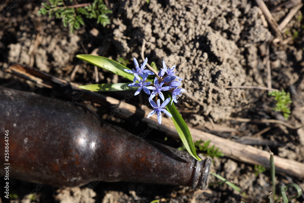 Spring flower blue coloring sprouted on burnt ground after pazhara near ...