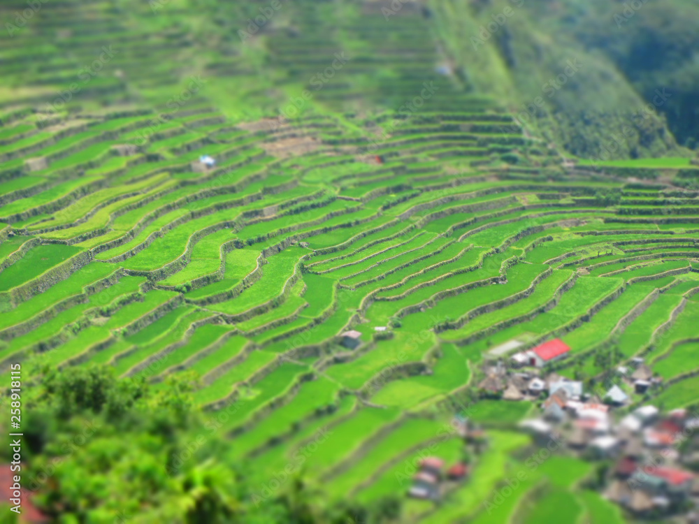 Panorama Picture of the ancient rice terraces in Banaue Ifugao Province ...