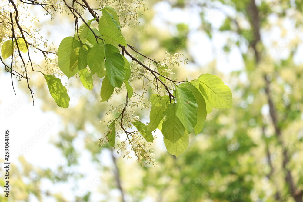 Shorea robusta Stock Photo | Adobe Stock
