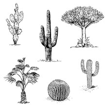 Cactus Cacti Art Vintage Free Stock Photo - Public Domain Pictures