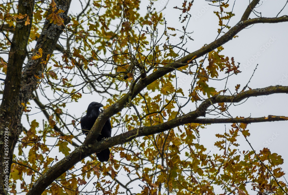 Large raven standing on a branch and hiding behind tree leaves ...