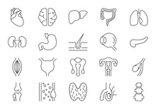 Anatomy Doodles Free Stock Photo - Public Domain Pictures