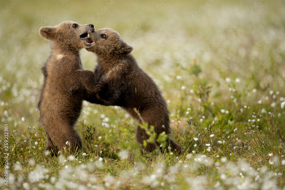 Brown bear cubs fighting on cotton grass Stock Photo | Adobe Stock
