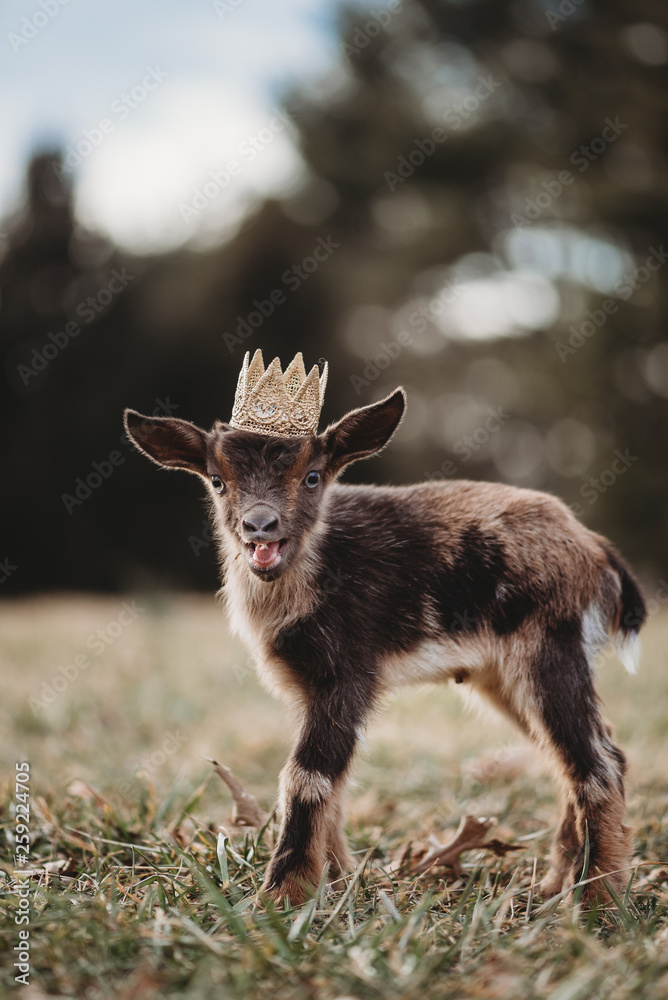 Nigerian Dwarf Doe Kid Dairy Goat in crown Stock Photo | Adobe Stock