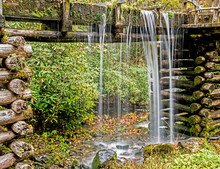 Mingus Tree Free Stock Photo - Public Domain Pictures