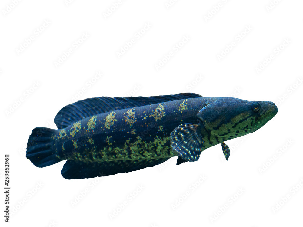 Blotched snakehead , Forest snakehead on white background. (clipping ...