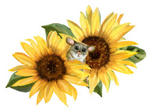 Sunflower Field Mouse Free Stock Photo - Public Domain Pictures