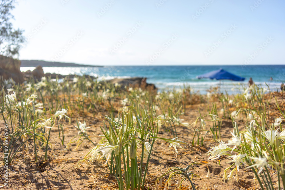 ancratium maritimum, or sea daffodil, flower of white flakes on the ...