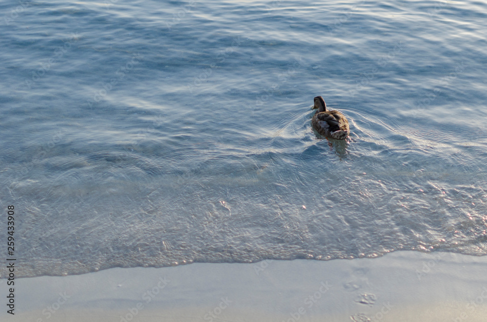 PATO MARINO EN LA PLAYA SALVAJE Stock Photo | Adobe Stock