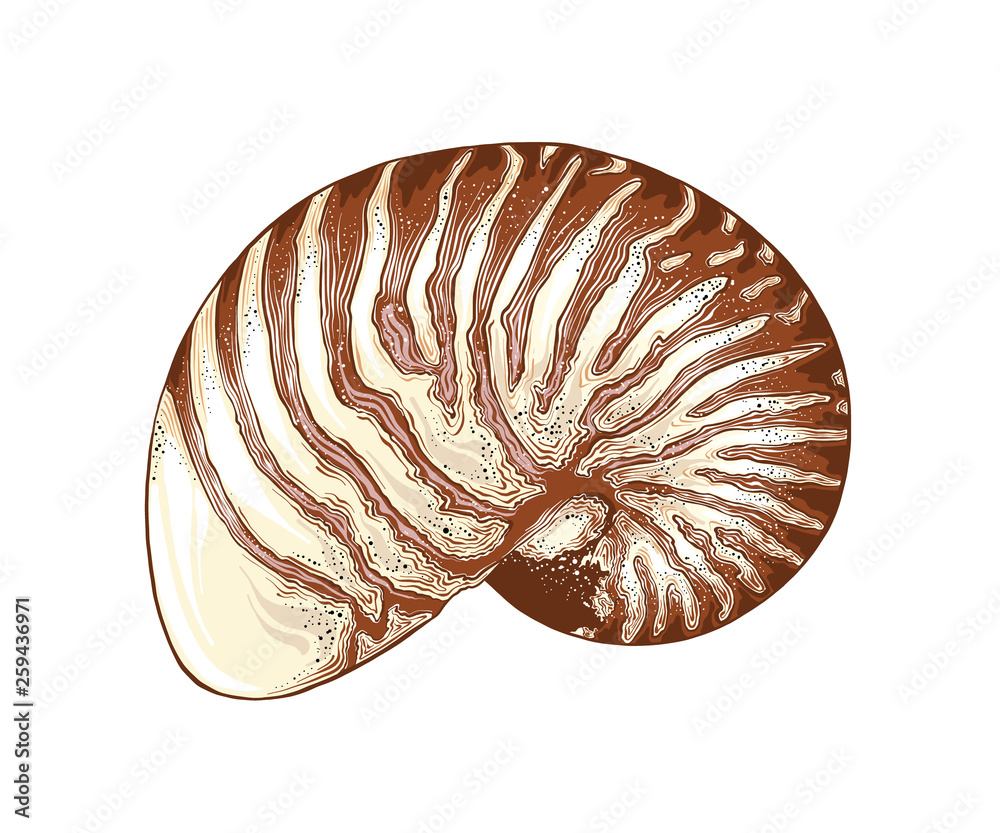 Hand drawn sketch of nautilus shell in color, isolated on white ...