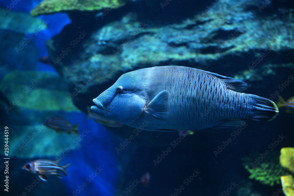 Humphead maori wrasse fish / Napoleon fish swimming marine life ...
