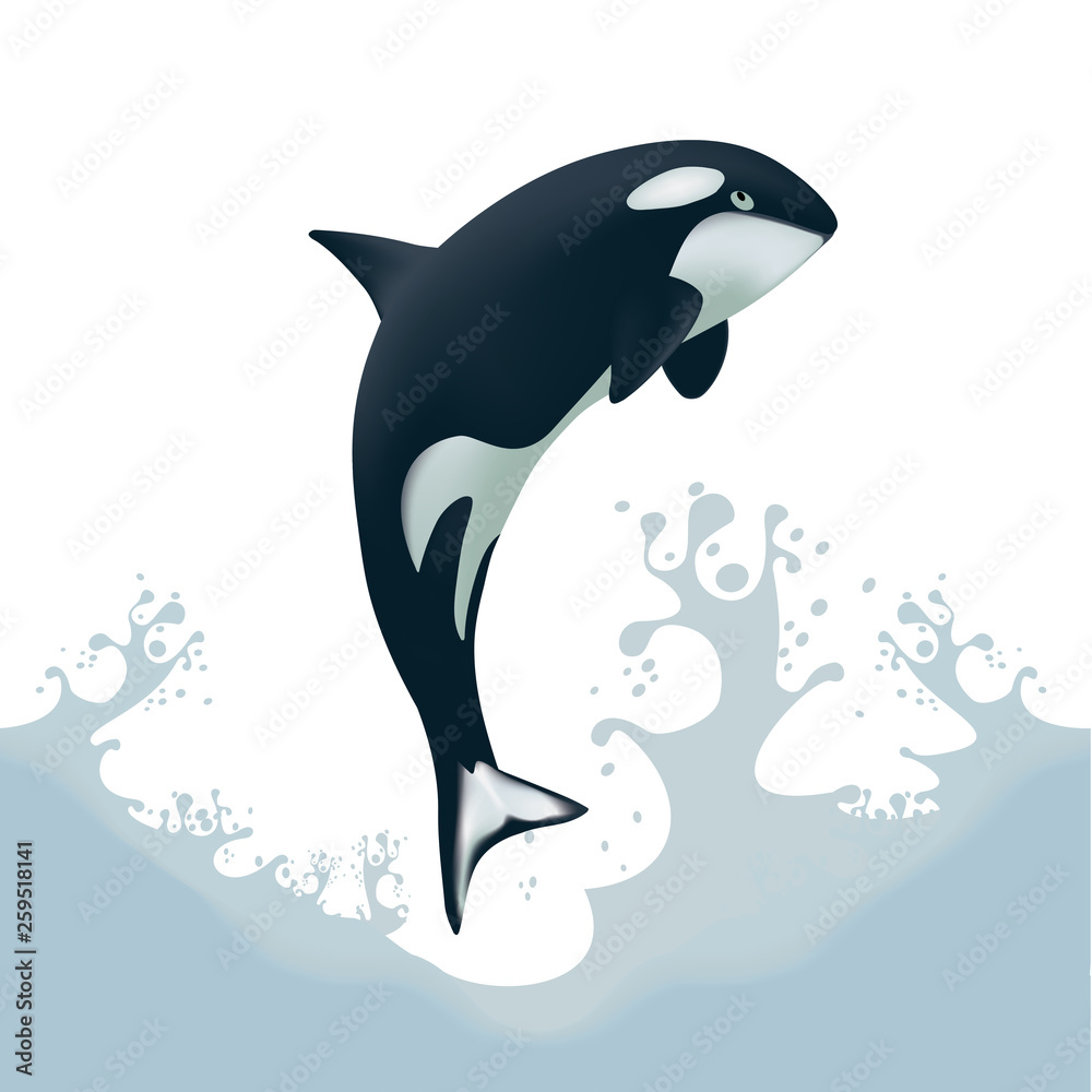 Killer Whale (Orcinus Orca) - jumping out of the water with splash ...