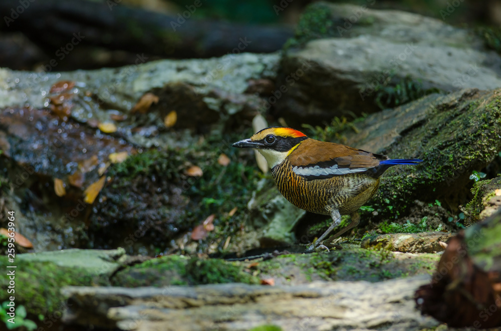Beautiful female of Malayan Banded Pitta ( Hydrornis irena) Stock Photo ...