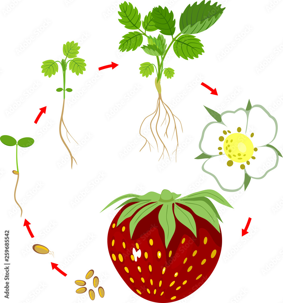 Life cycle of strawberry. Plant growth stage from seed to strawberry ...