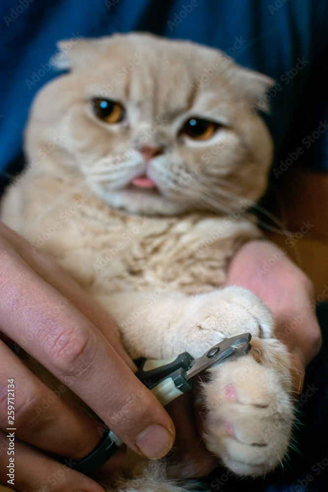 How to Trim Cat Claws. Сats claw care, trimming. Hands scissors claws ...