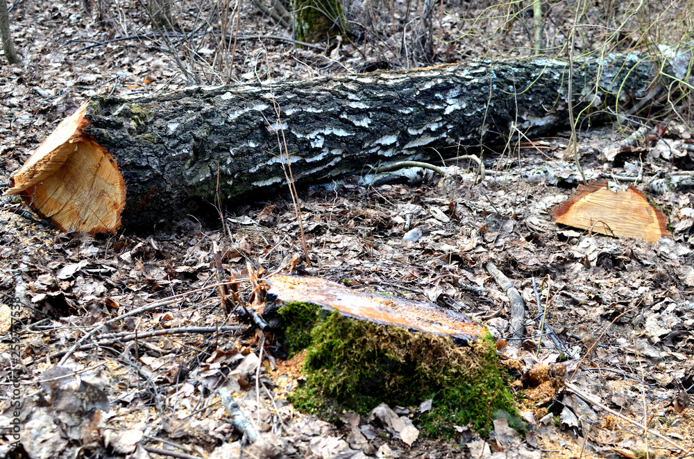 Illegal deforestation, destruction of nature, global catastrophe, the ...