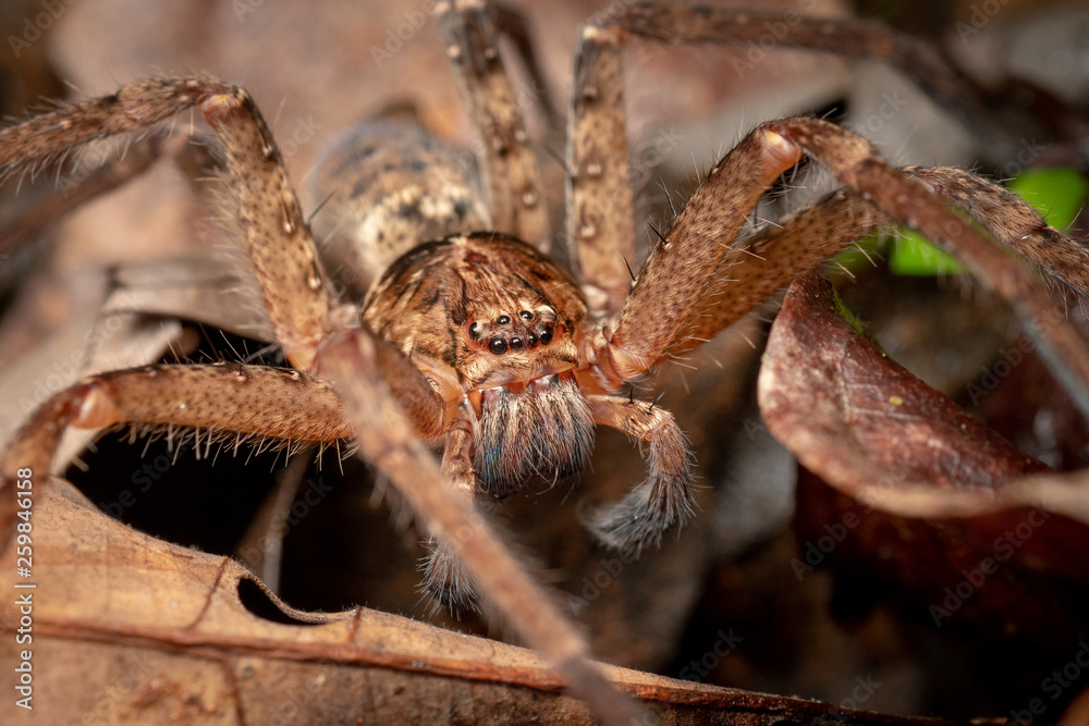 Macro of large Australian huntsman spider, spassaridae, in tropical ...