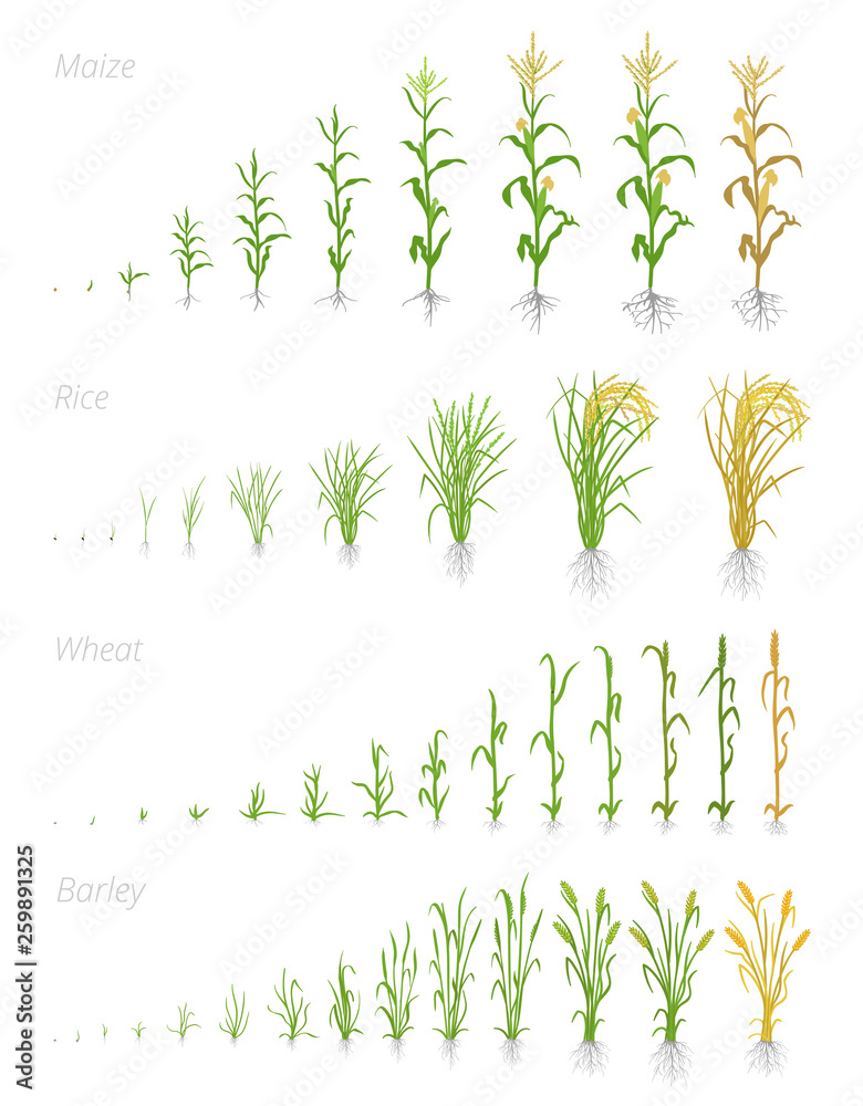 Growth stages of grain cereal agricultural crops. Cereal increase ...