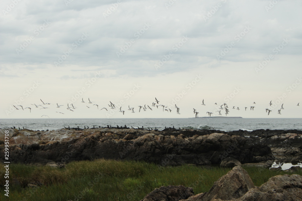 La prolijidad en el vuelo Stock Photo | Adobe Stock
