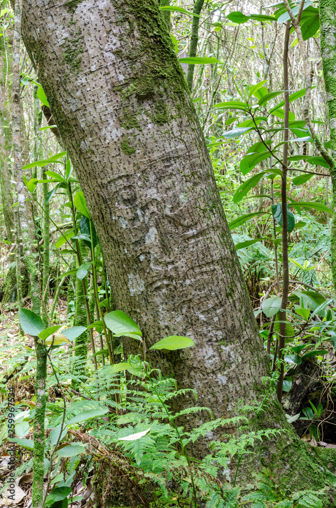 Rakau momori, an early Moriori tree carving or dendroglyph, on a karaka ...