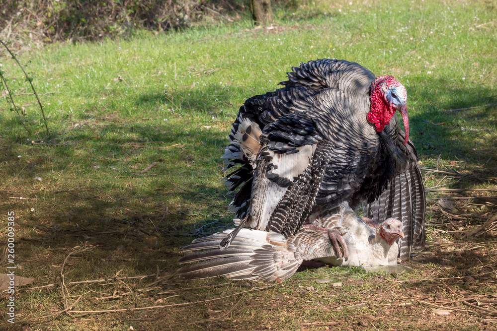 Two free range farm turkey birds about to mate, the male prepares to ...