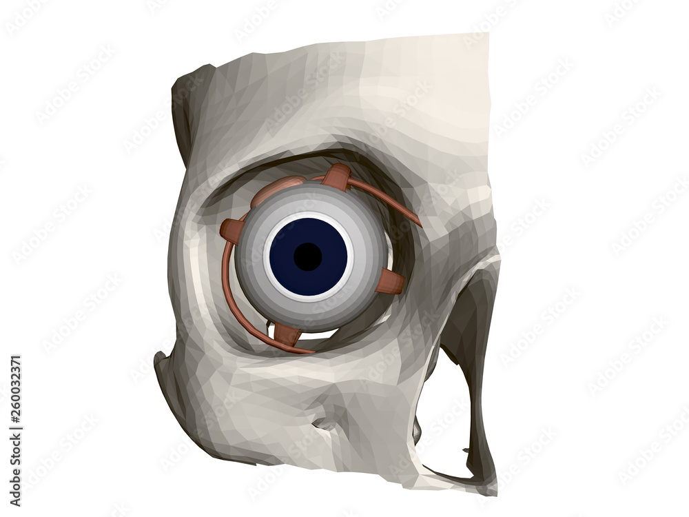 Part of a human skull with an eye. Internal structure of the eye. Front ...