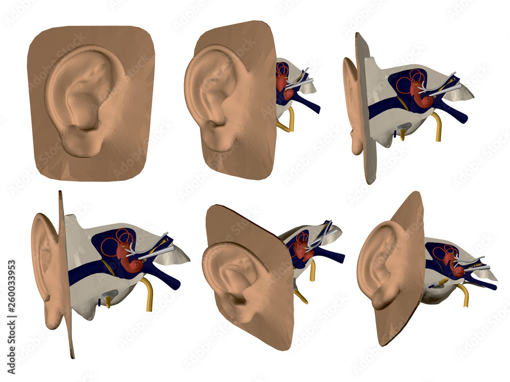 Set with model of human ear. Internal organs of the ear. Structure of ...