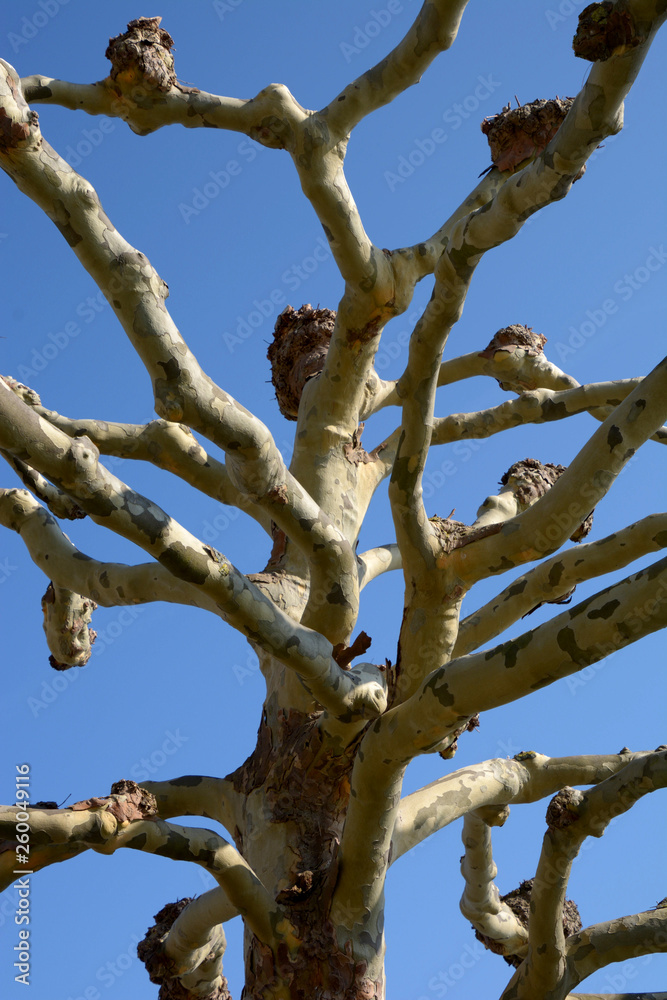branches of spring sycamores tree without leaves on the blue sky ...