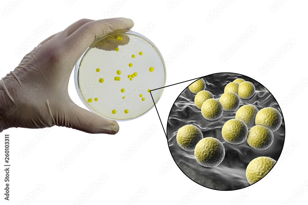 Stock-Illustration „Colonies of Micrococcus luteus bacteria on agar ...