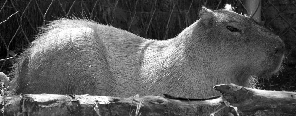 Foto The capybara is the largest rodent in the world. Also called ...