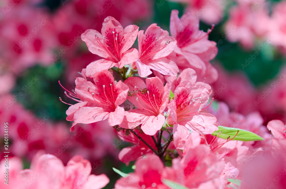 Japanische Azalee (Rhododendron japonicum) im Garten Stock Photo ...