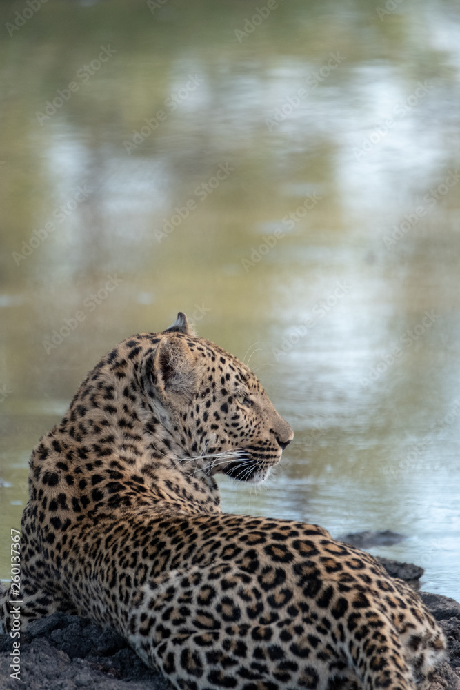 Female leopardess photographed in late afternoon at a waterhole in the ...