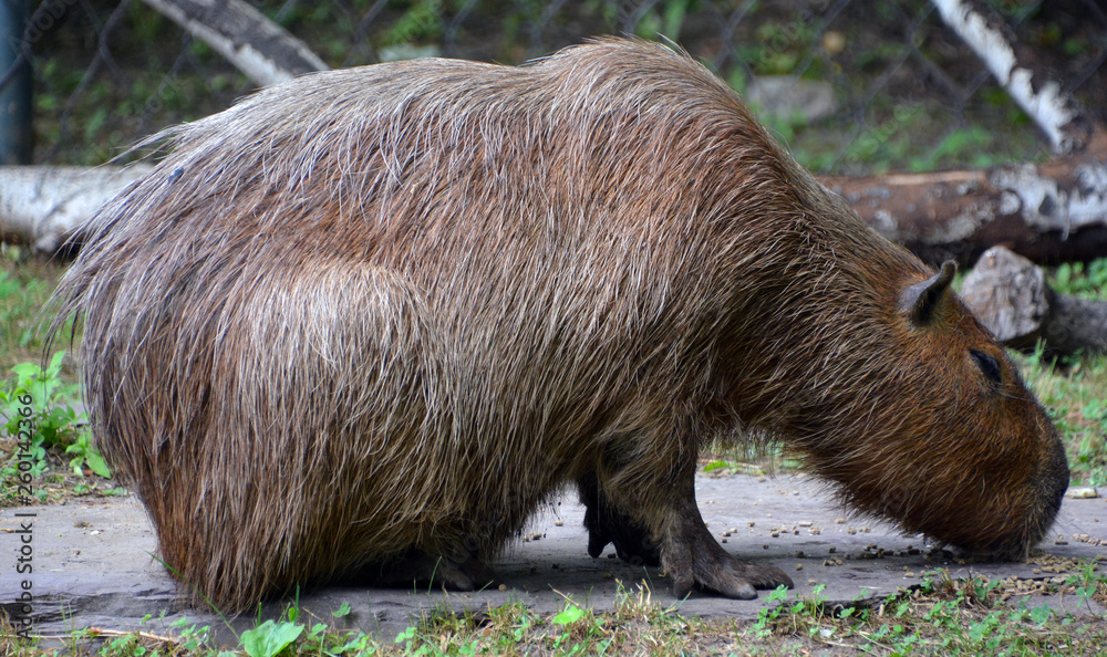 Foto The capybara is the largest rodent in the world. Also called ...