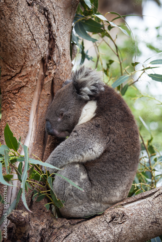 Portrait cute Australian Koala Bear sitting and sleeping in an ...