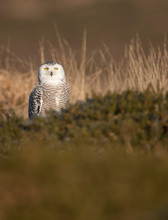Snowy Owl Free Stock Photo - Public Domain Pictures