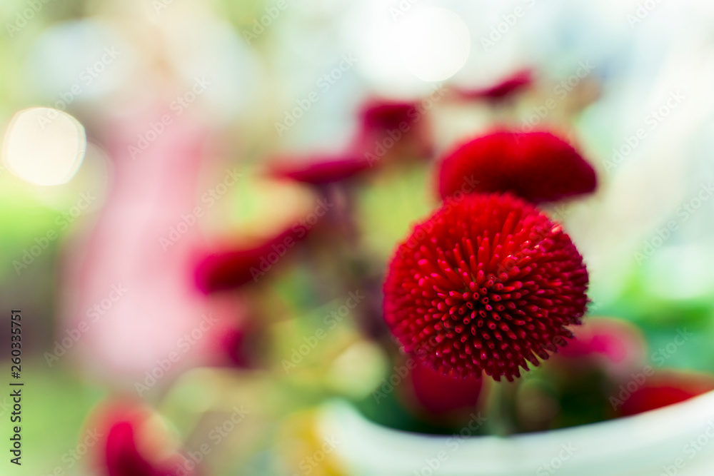 Spring flowers Stock Photo | Adobe Stock